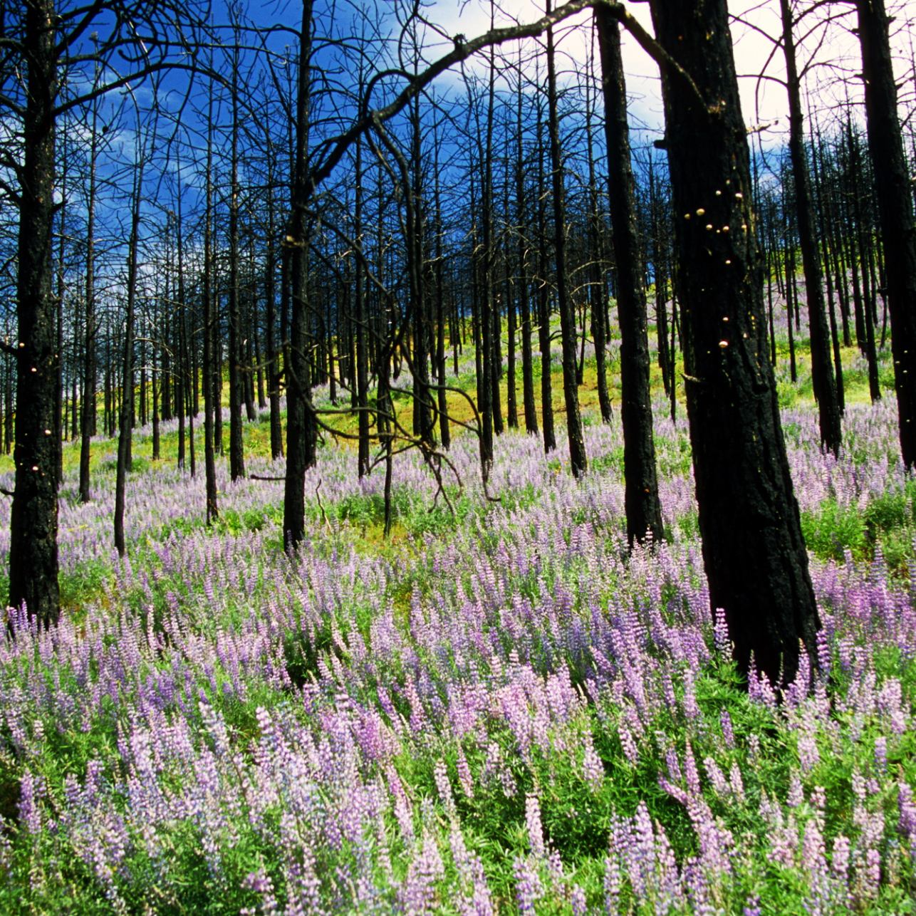 Fires and wildlife: a complex, interdependent relationship. |Forest ...